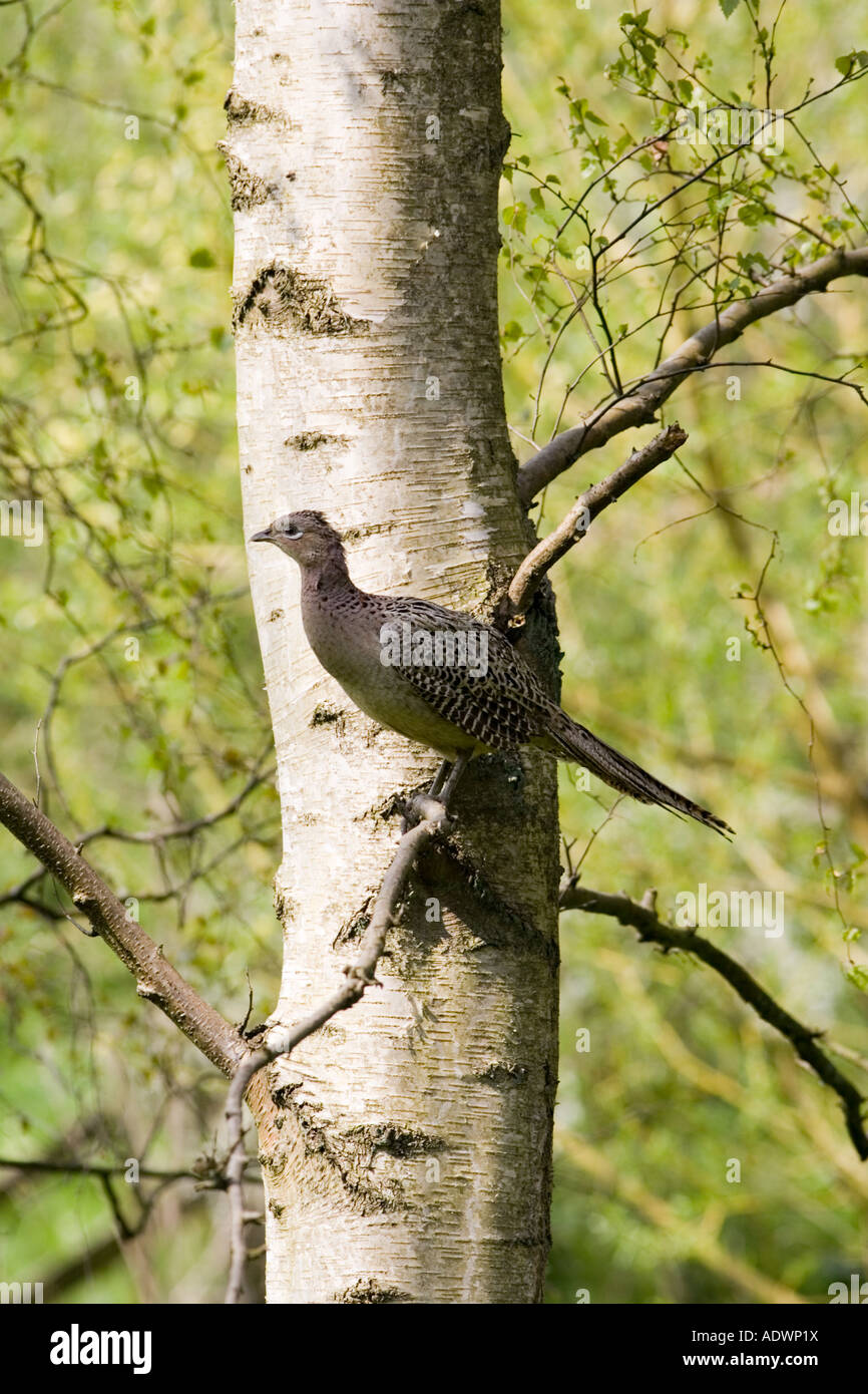 Female pheasant perched in tree The Cotswolds Oxfordshire United ...