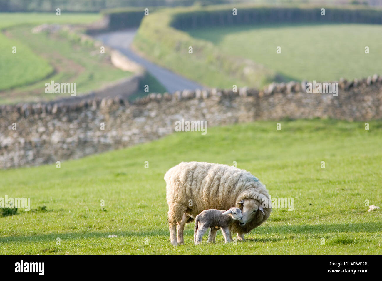 Sheep nursing her lamb Chedworth Gloucestershire United Kingdom Stock ...
