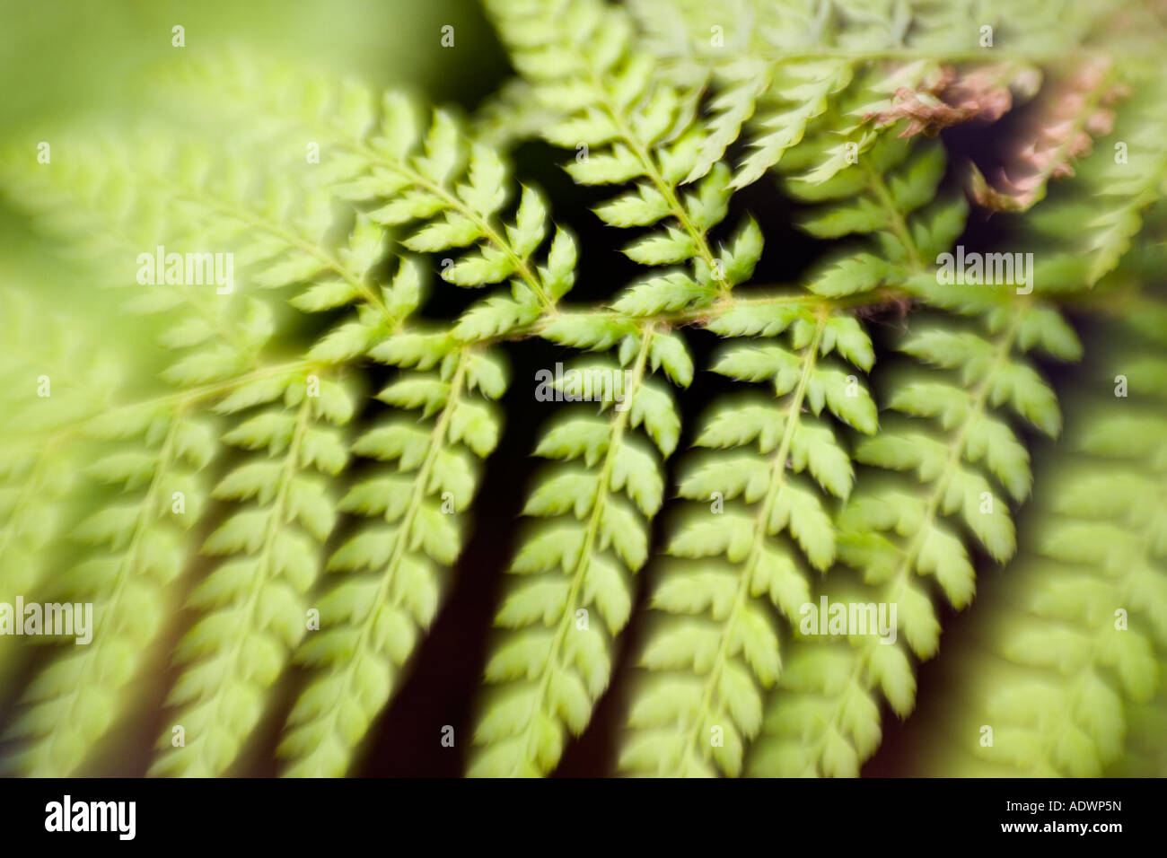 Hardy garden fern hi-res stock photography and images - Alamy