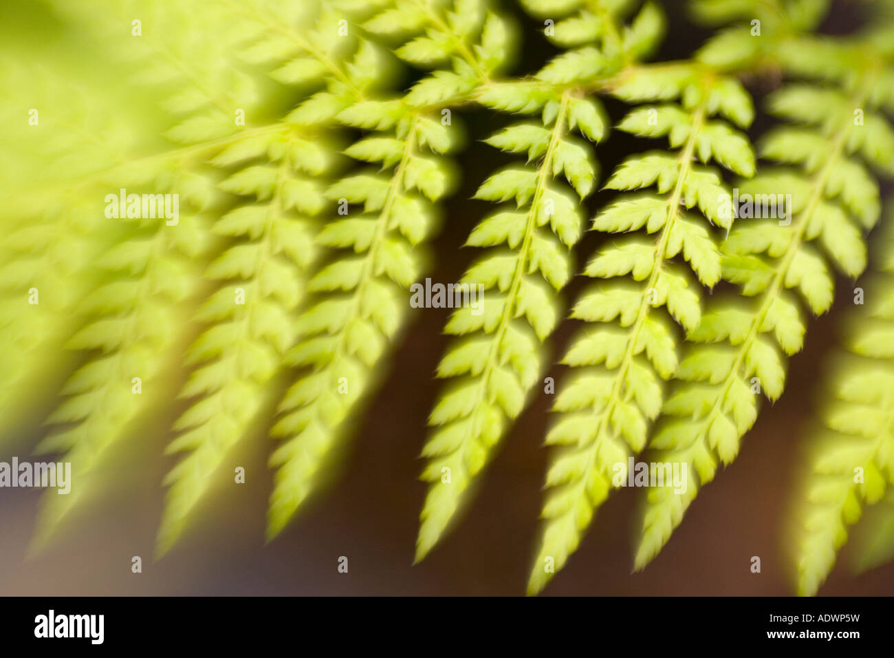 Fern in a London garden England United Kingdom Stock Photo - Alamy