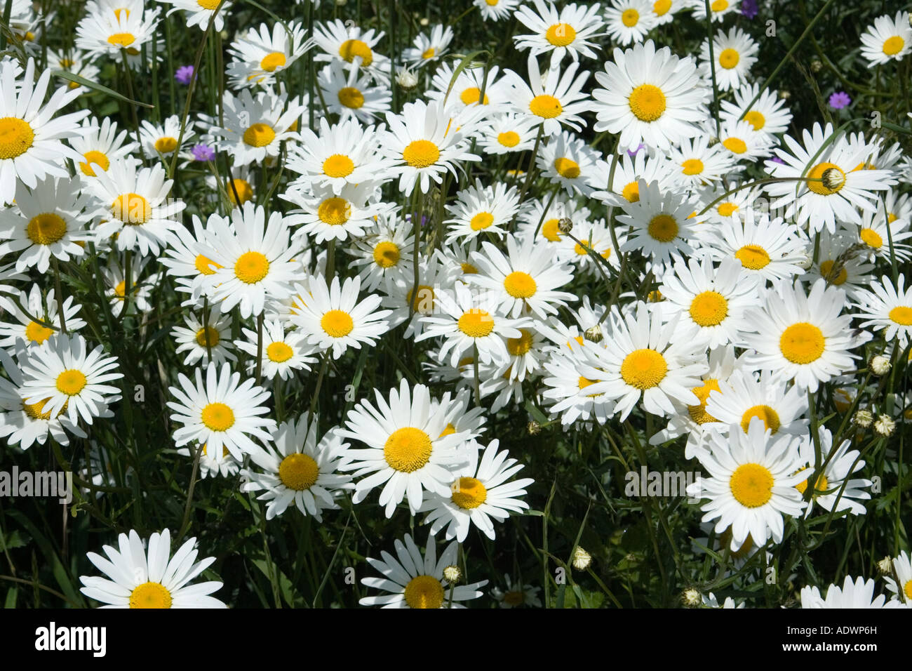 Daisies Oxfordshire England United Kingdom Stock Photo - Alamy