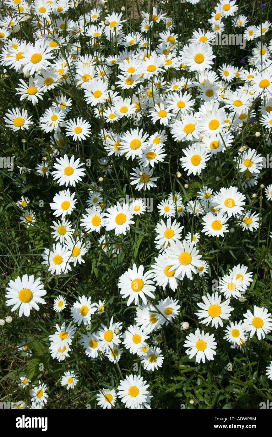 Daisies Oxfordshire England United Kingdom Stock Photo - Alamy