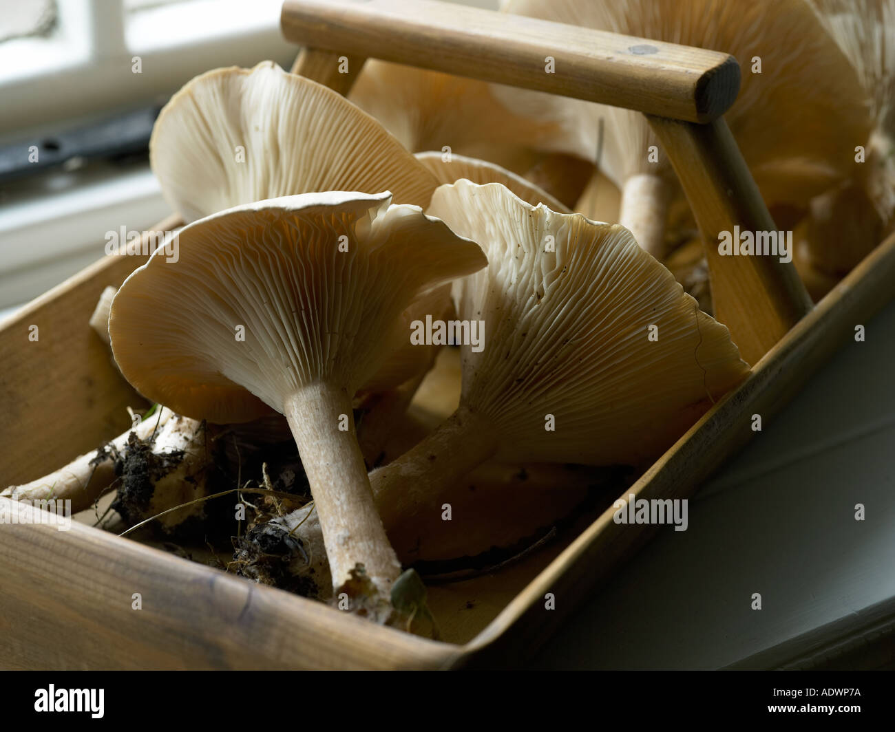 Fake toadstool hi-res stock photography and images - Alamy