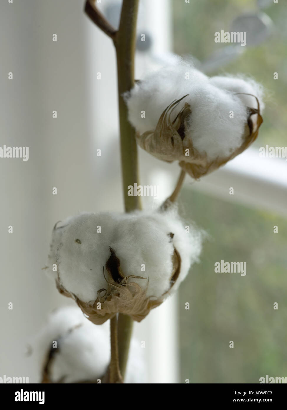Cotton window hi-res stock photography and images - Alamy