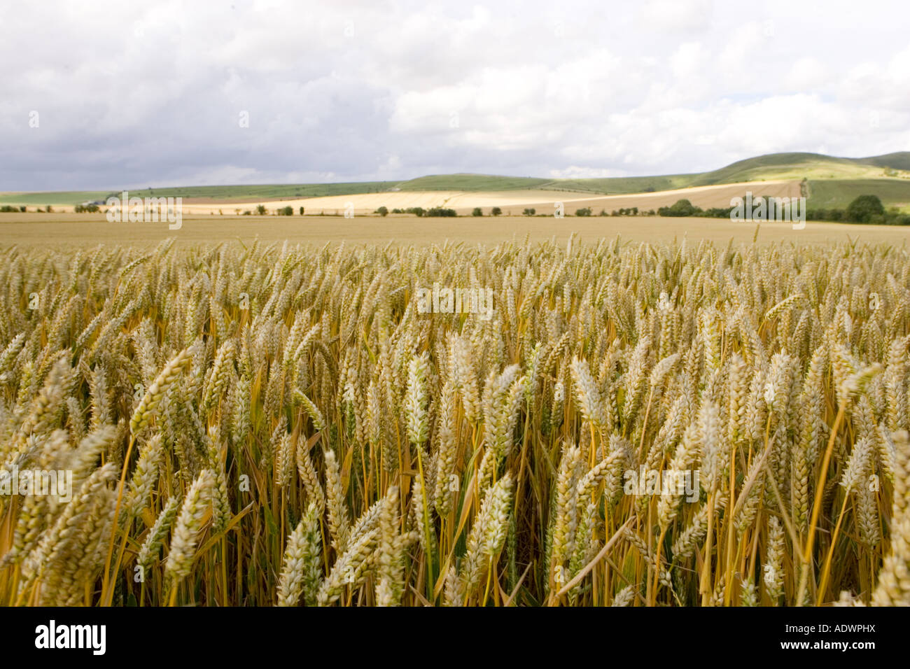 Wheat field in Marlborough Downs Wiltshire England United Kingdom Stock ...