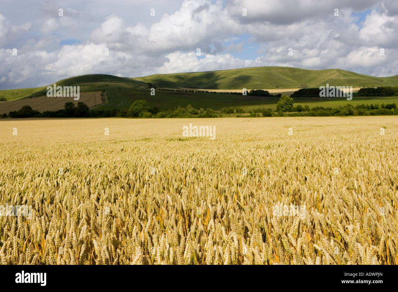 Wheat field in england hi-res stock photography and images - Alamy