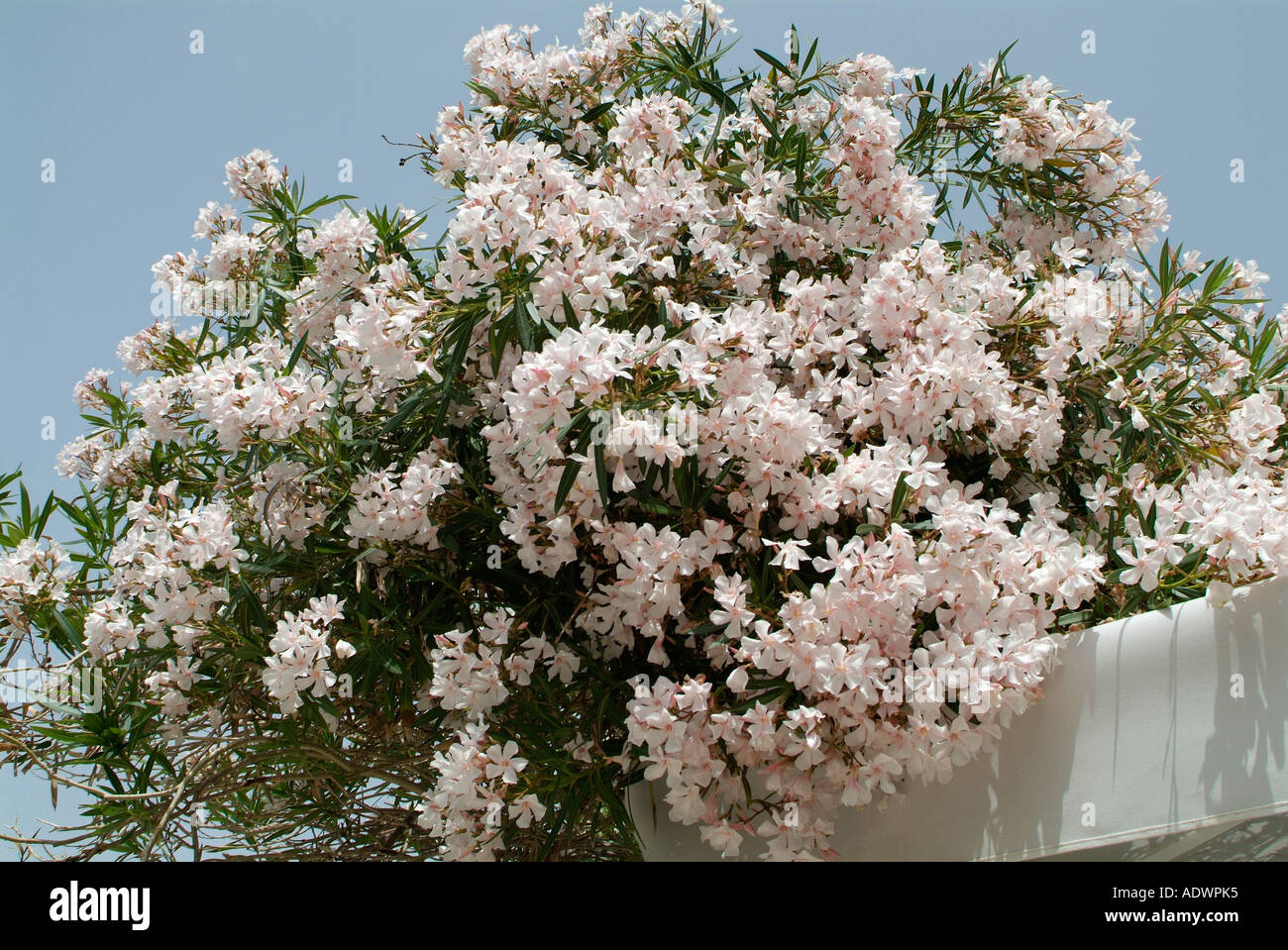 Flowering oleander shrub Assos Kefalonia Greece Stock Photo - Alamy
