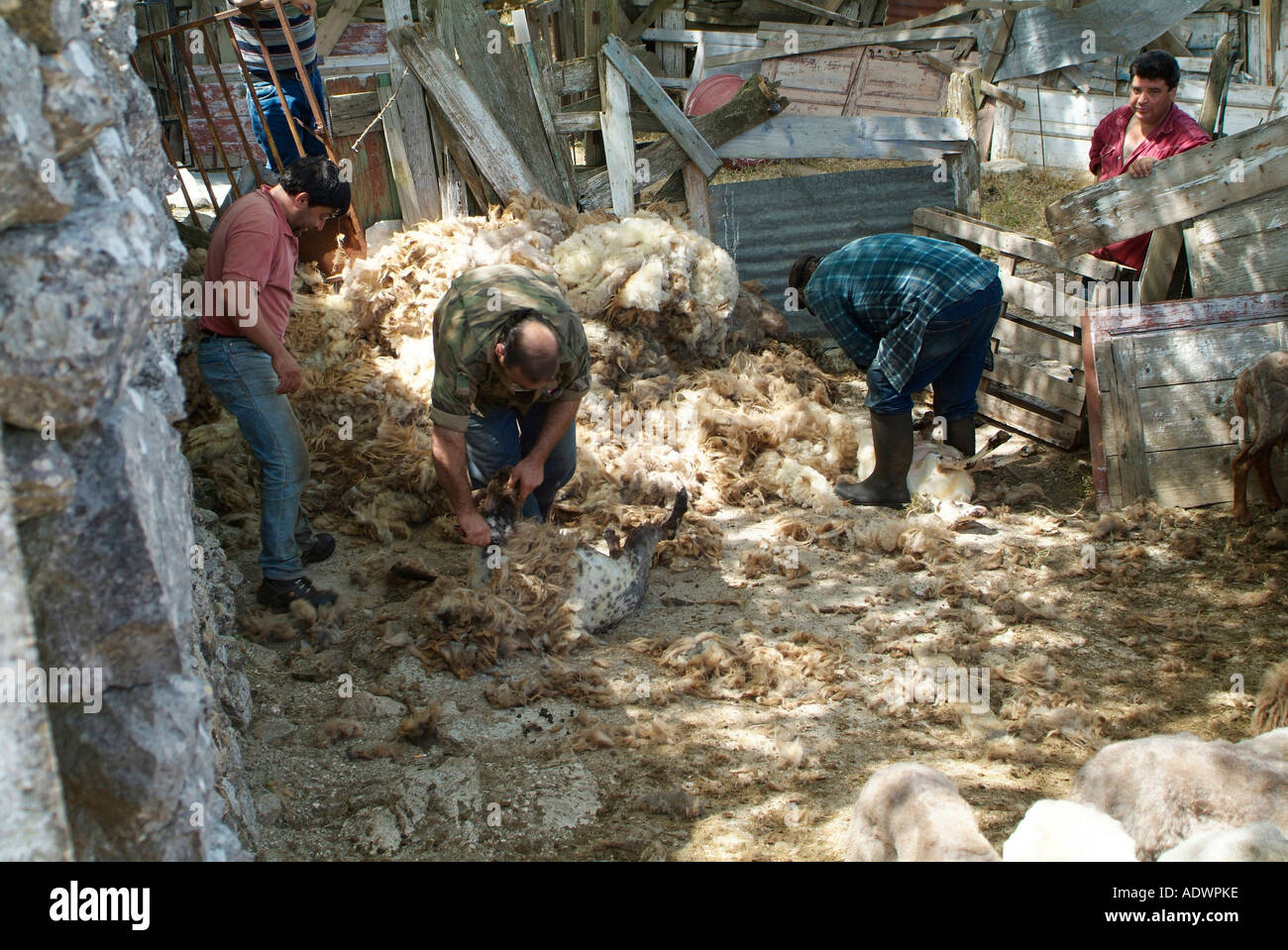 Sheep shearing in Monastery Kathara in Ithaca in Greece Stock Photo - Alamy