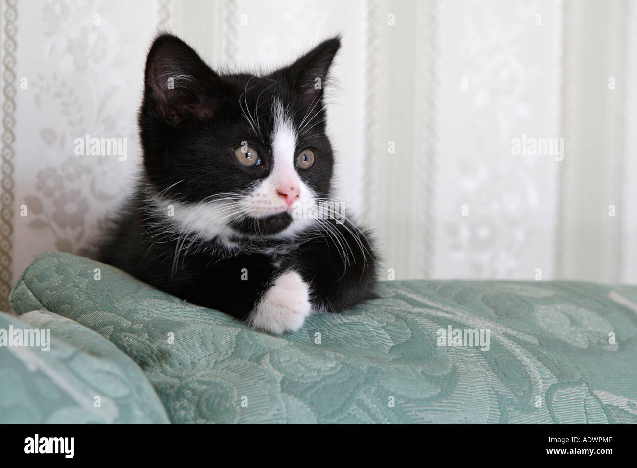 Black and White Kitten perched on the back of a chair Stock Photo - Alamy