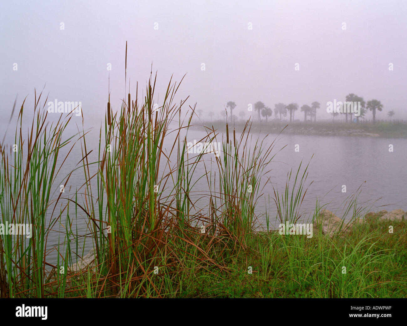 Cattails in fog Big Cypress Monument Lake Florida Stock Photo - Alamy