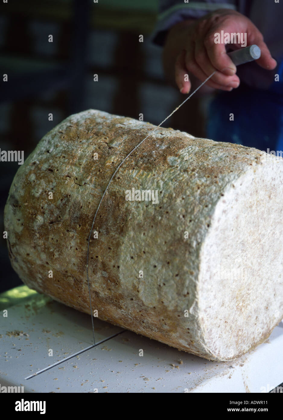 man cutting a full Stilton cheese with wire Stock Photo - Alamy