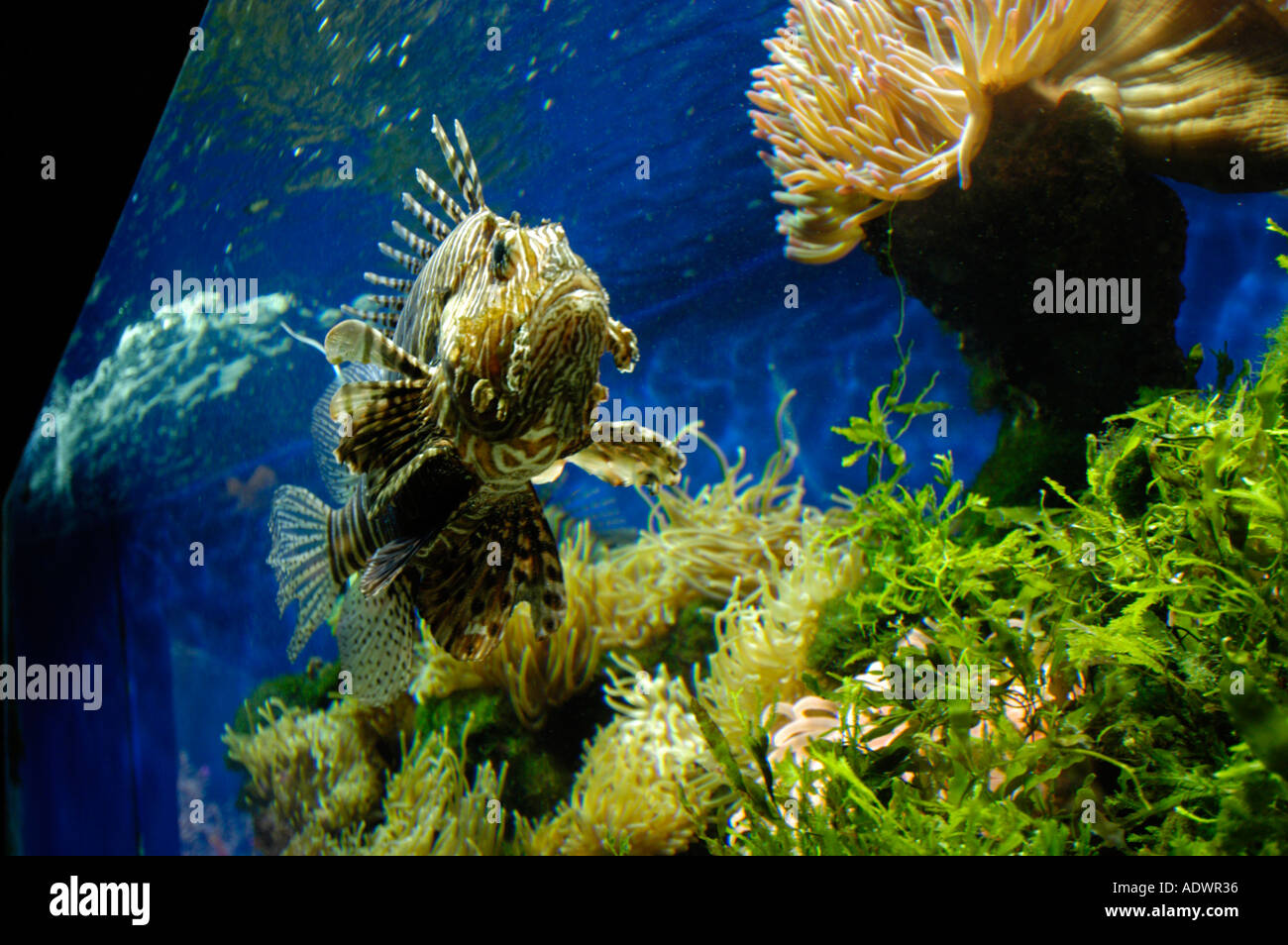 The Oceanographic Museum, Monaco Stock Photo - Alamy