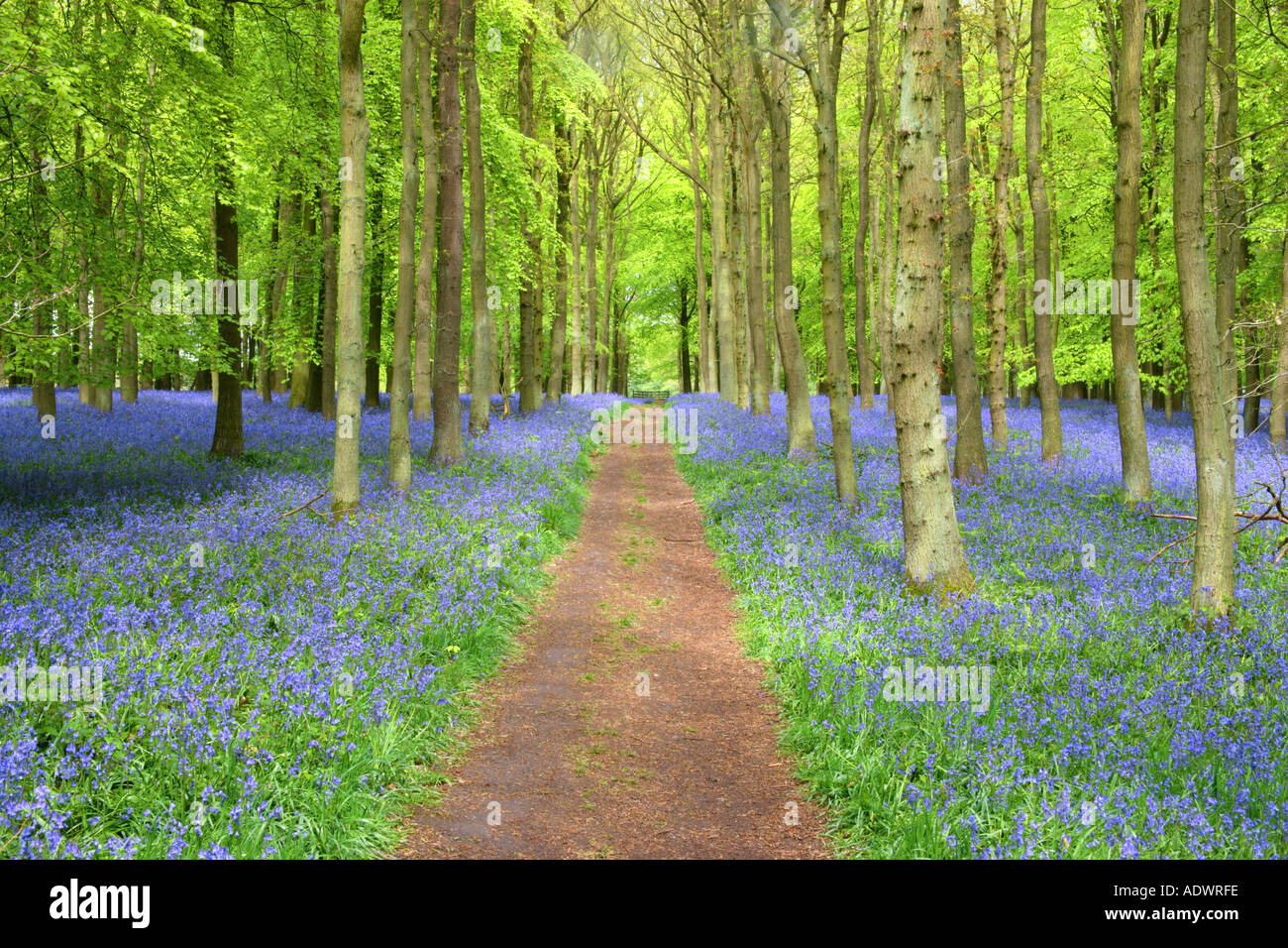 Bluebells in spring hertfordshire england hi-res stock photography and ...