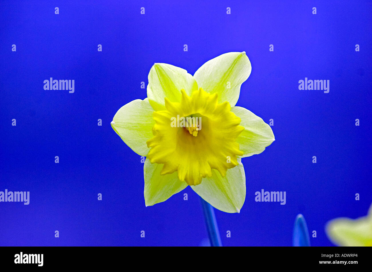 Daffodil fever hi-res stock photography and images - Alamy