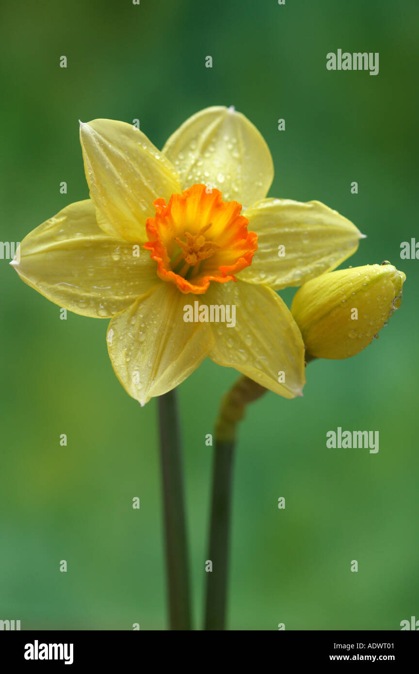 Open yellow daffodil with orange centre and bud hi-res stock ...