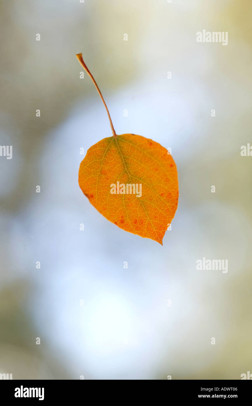 Yellow aspen leaf alling in Autumn Colorado U S A Stock Photo - Alamy