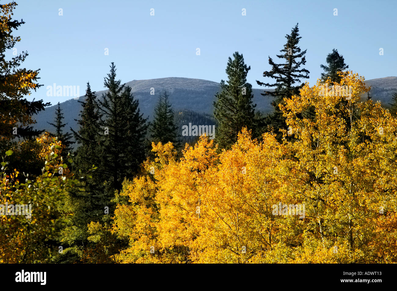 Autumnal aspen fir trees hi-res stock photography and images - Alamy