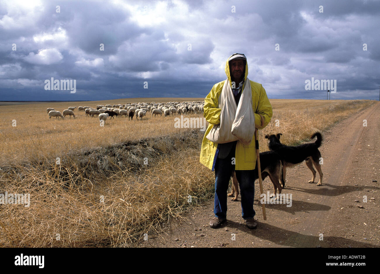 rueda a shepherd with his herd of sheep and sheepdog Stock Photo - Alamy