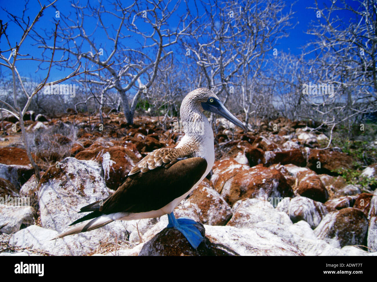 Blue footed Booby bird on Galapagos Islands Ecuador Stock Photo - Alamy