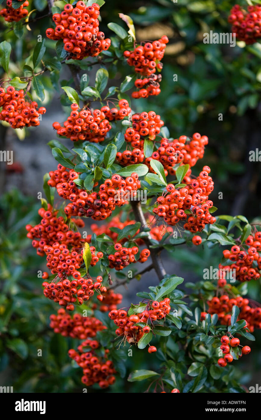 Firethorn Pyracantha effective burglar deterrent spiky shrub The ...