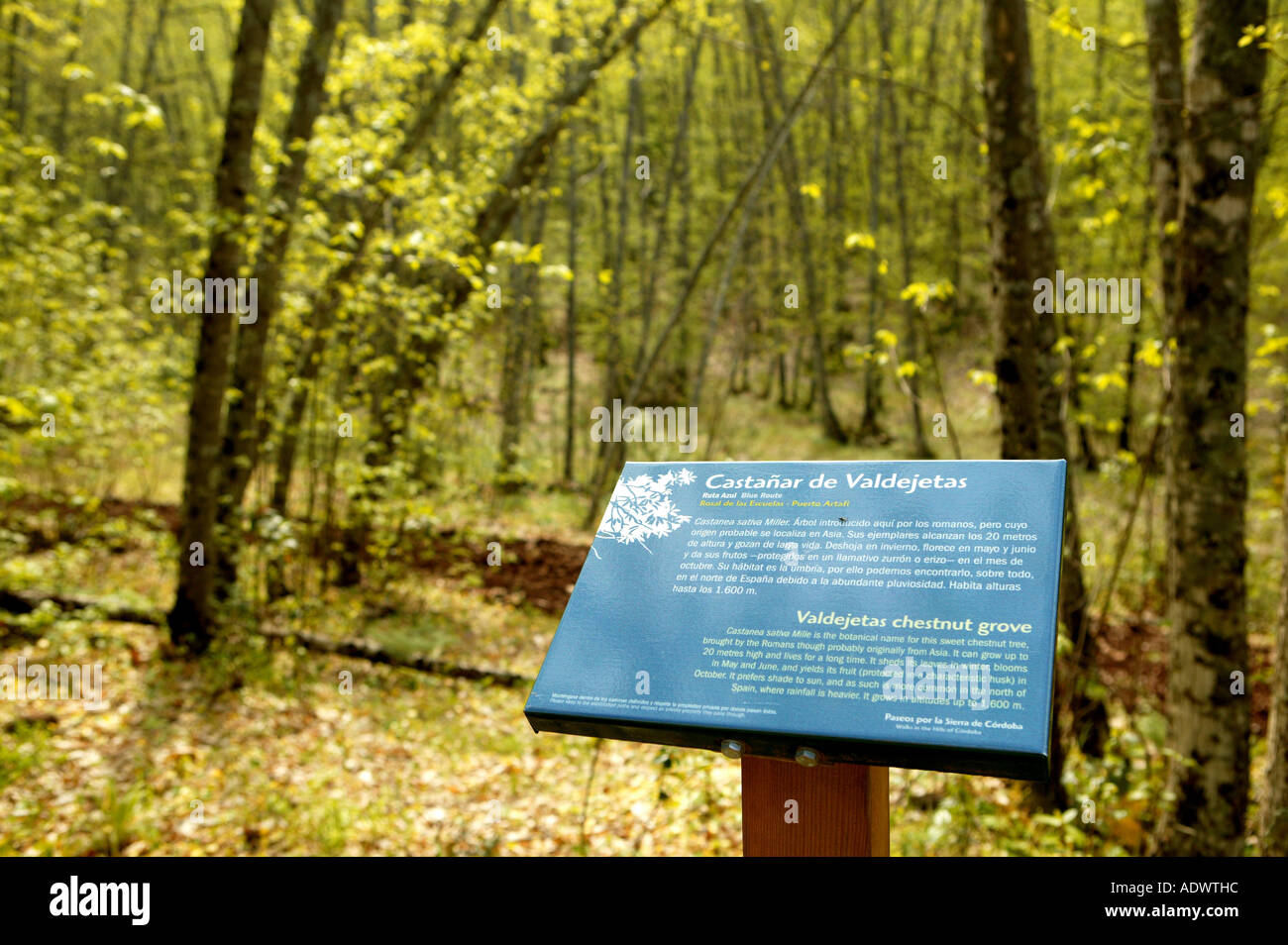 forest, letter box, tree, green Stock Photo - Alamy