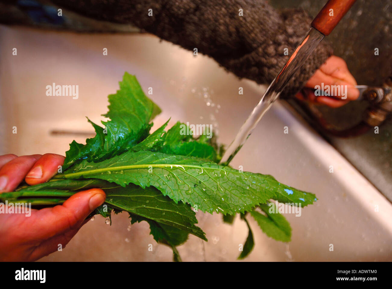 Washing your salad hi-res stock photography and images - Alamy