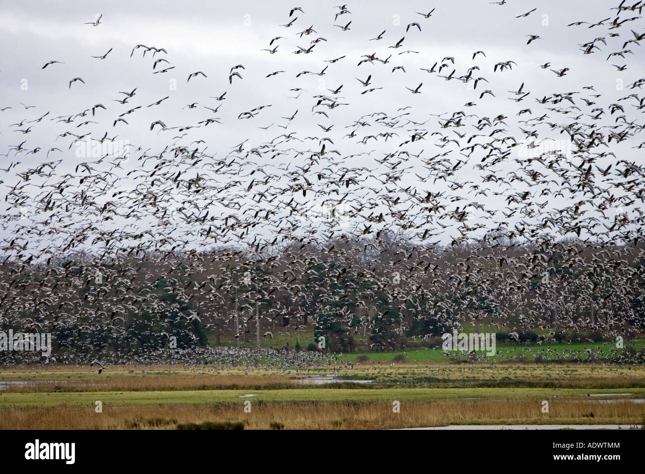 Geese migrating england in hi-res stock photography and images - Alamy