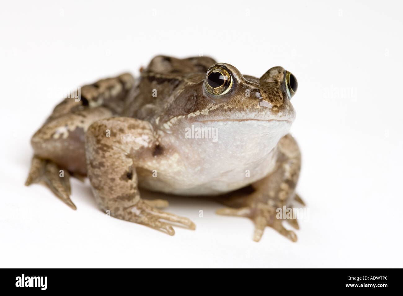 common garden frog Stock Photo - Alamy