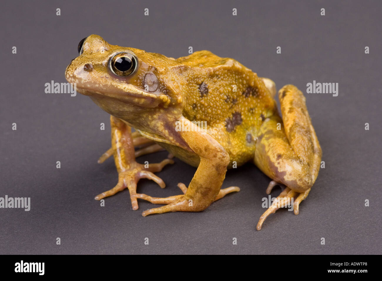 common garden frog Stock Photo - Alamy