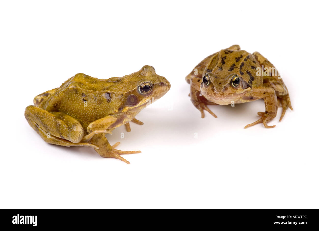 Plotting wildlife Cut Out Stock Images & Pictures - Alamy