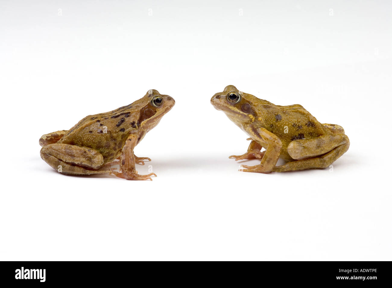two frogs in conversation Stock Photo - Alamy