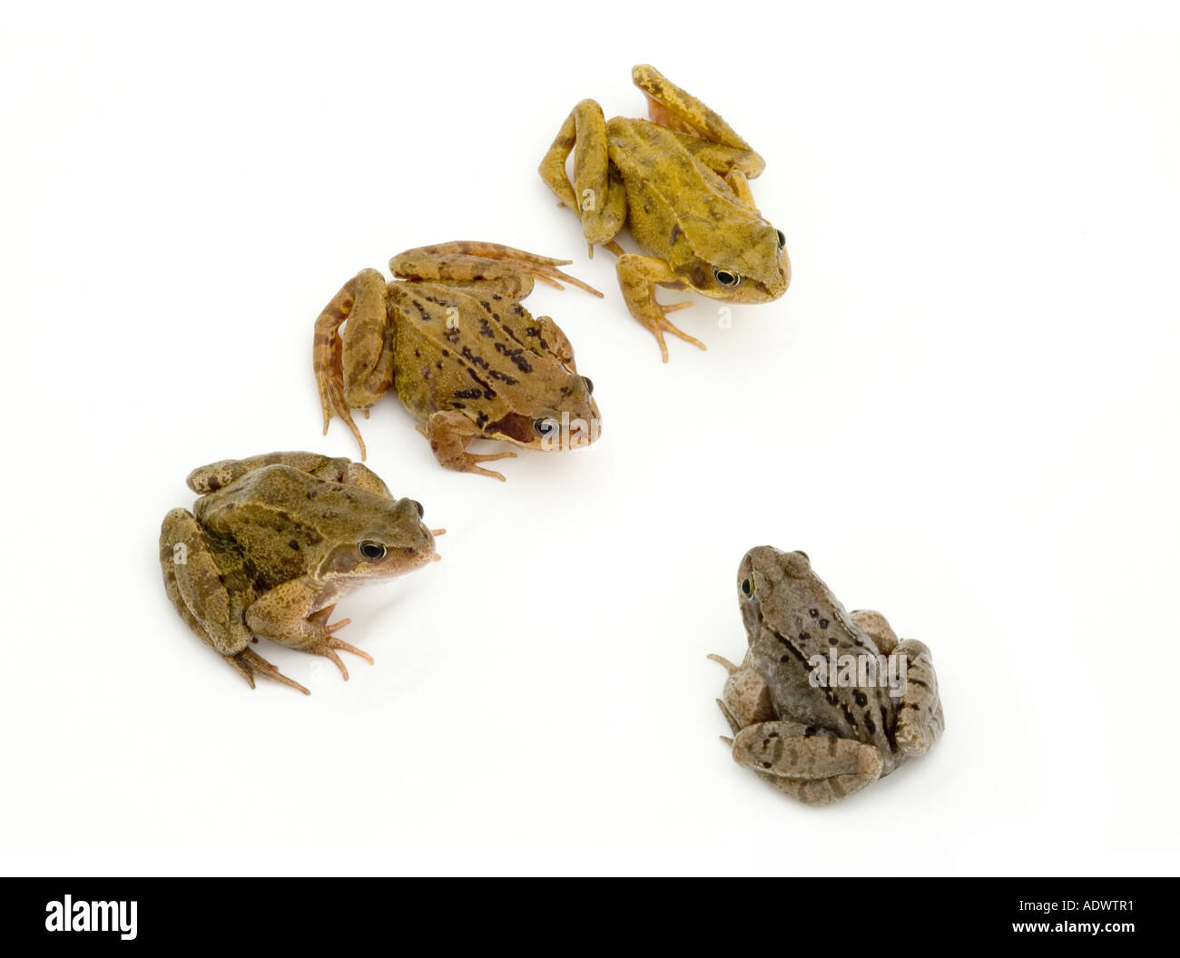 Faithful group Cut Out Stock Images & Pictures - Alamy