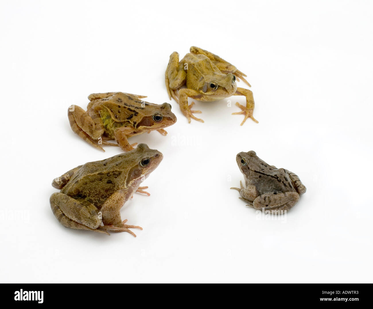 a group of frogs at a meeting Stock Photo - Alamy