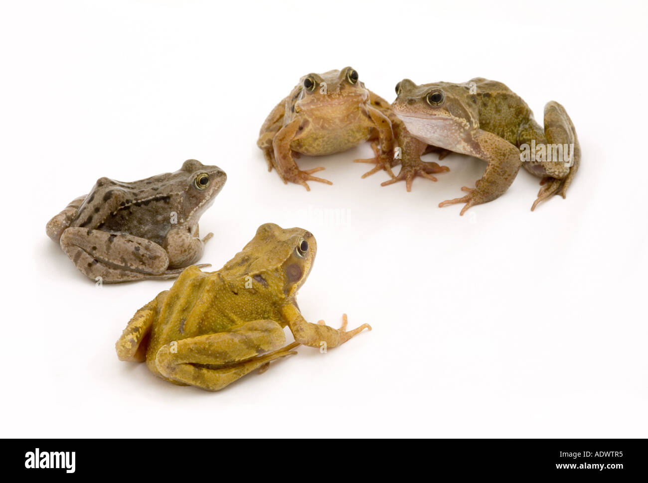 Amuse amusing her audience hi-res stock photography and images - Alamy