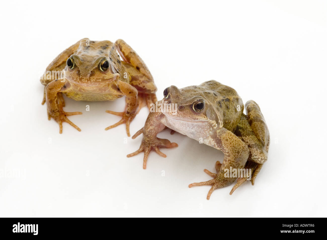 two common garden frogs as a group Stock Photo - Alamy