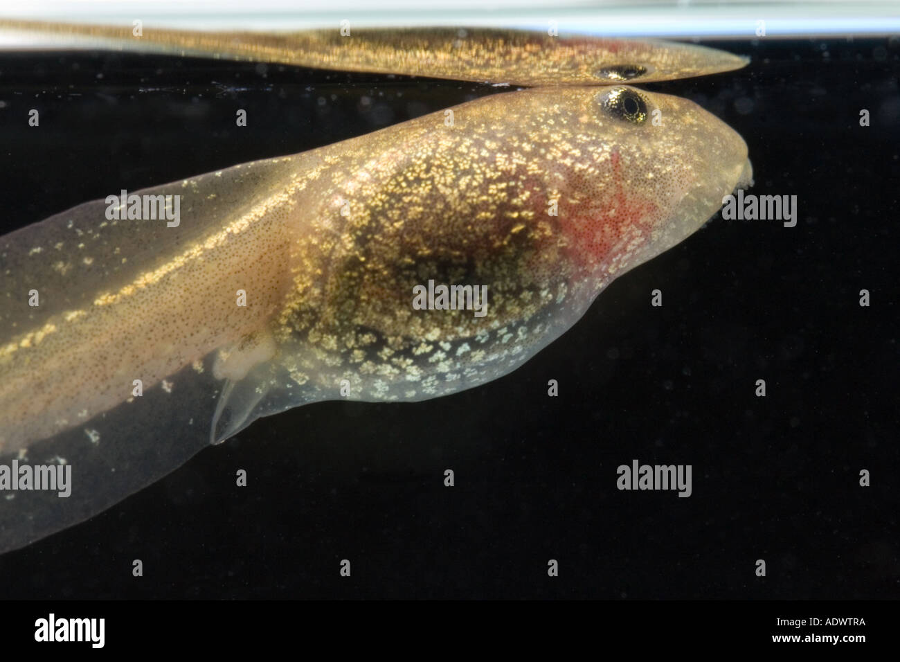 tadpole swimming in a tank and seen from the side Stock Photo - Alamy