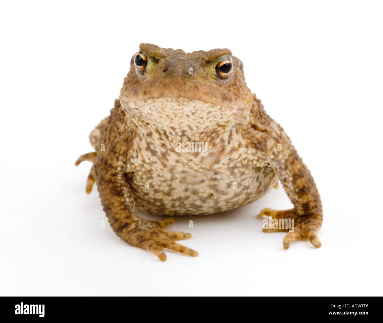 Garden toad Cut Out Stock Images & Pictures - Alamy
