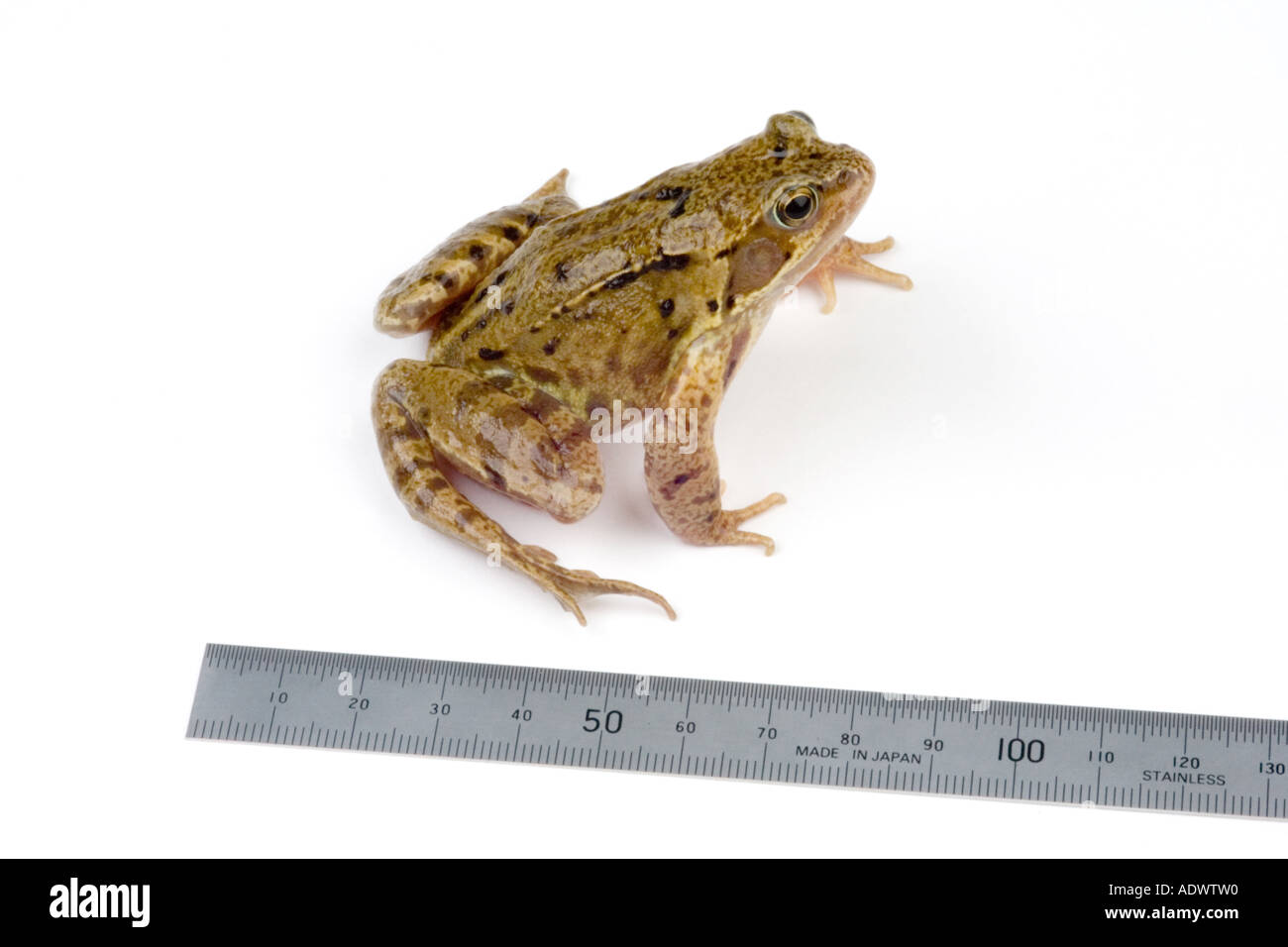 common garden frog Stock Photo - Alamy