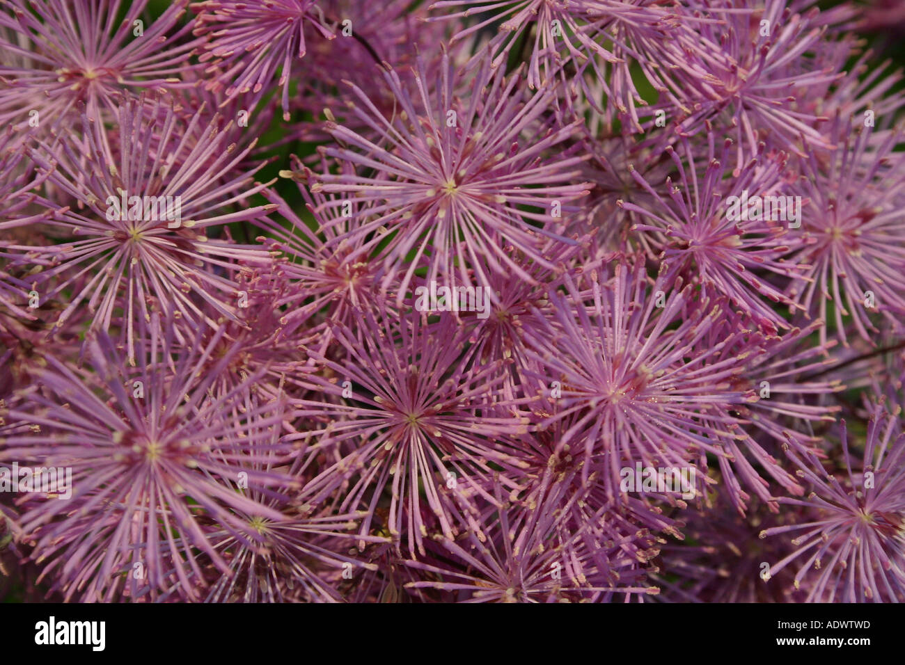 Close up of flower heads Stock Photo - Alamy