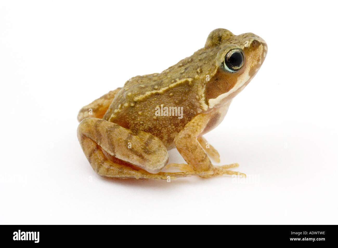 a young common frog about 15mm long weight 1.8 grams Stock Photo - Alamy