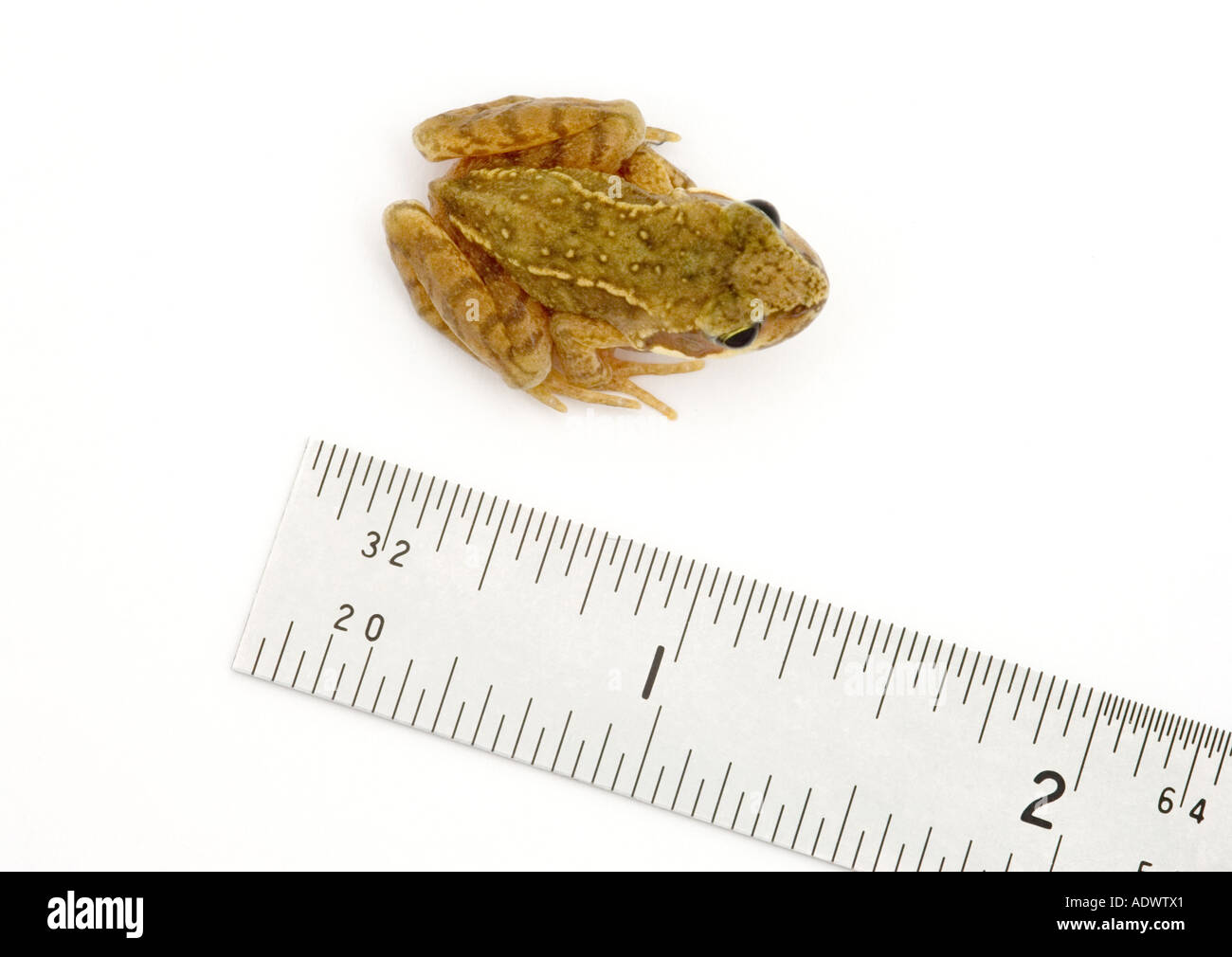 a young common frog about 15mm long weighing 1.8 grams Stock Photo - Alamy