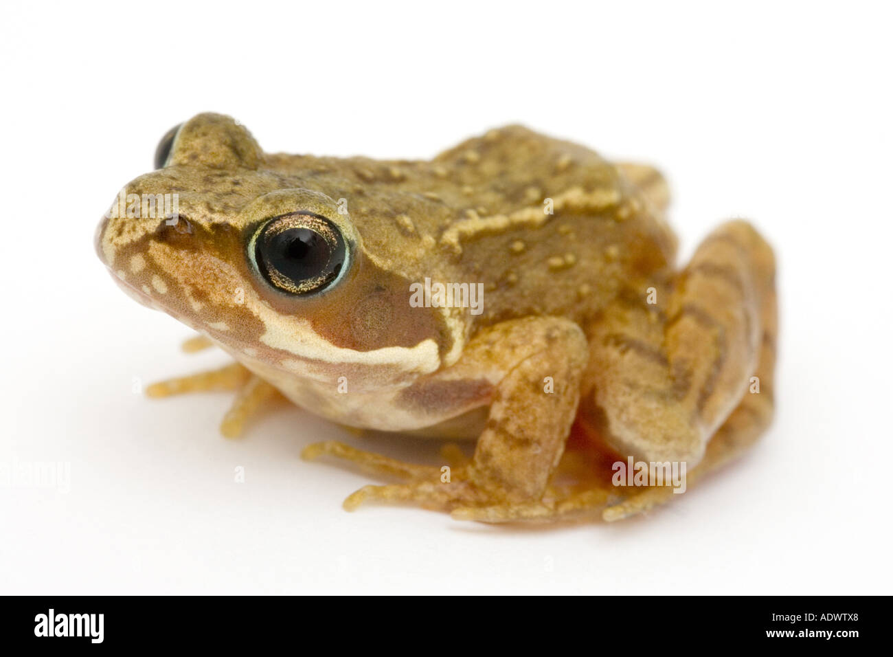 Young froglet Cut Out Stock Images & Pictures - Alamy