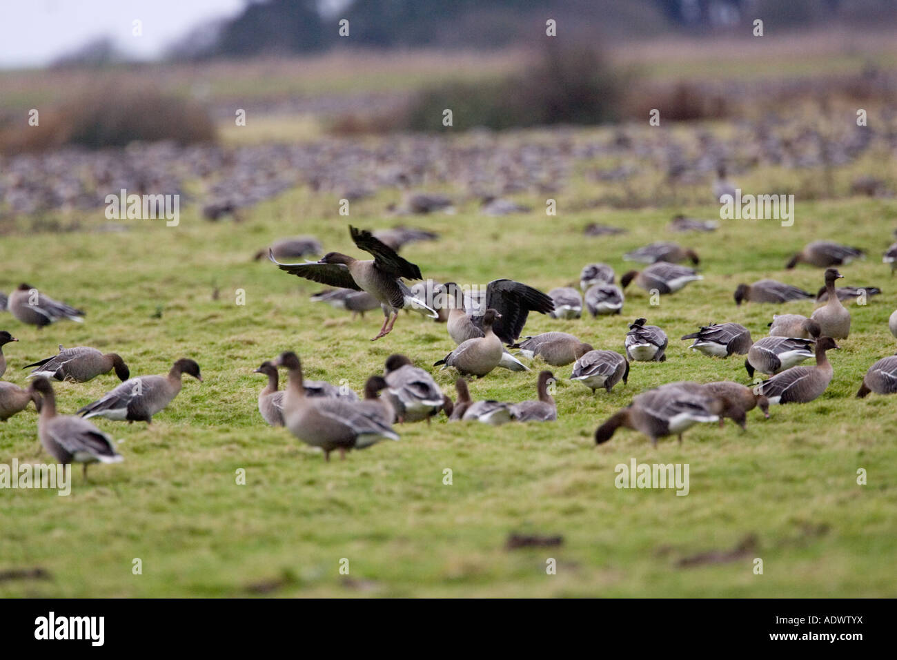Migrating Pink Footed geese over wintering on marshland at Holkham ...