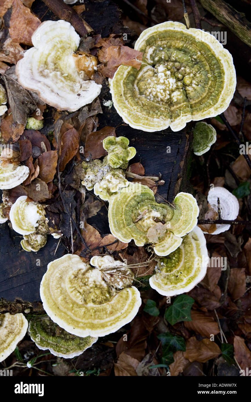 Woodland fungous hi-res stock photography and images - Alamy