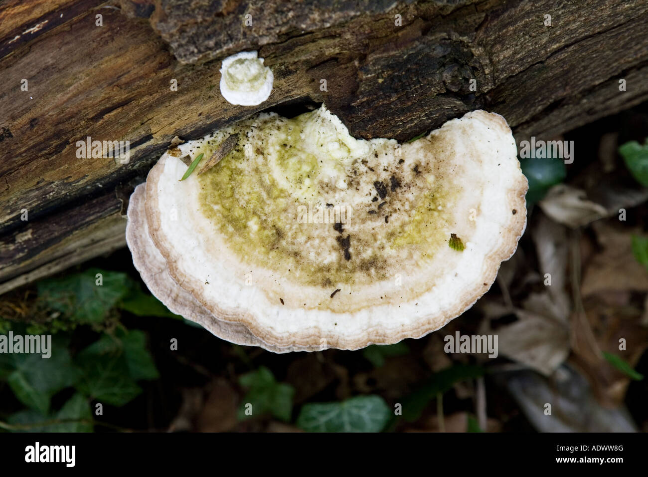 Wood fungus hi-res stock photography and images - Alamy