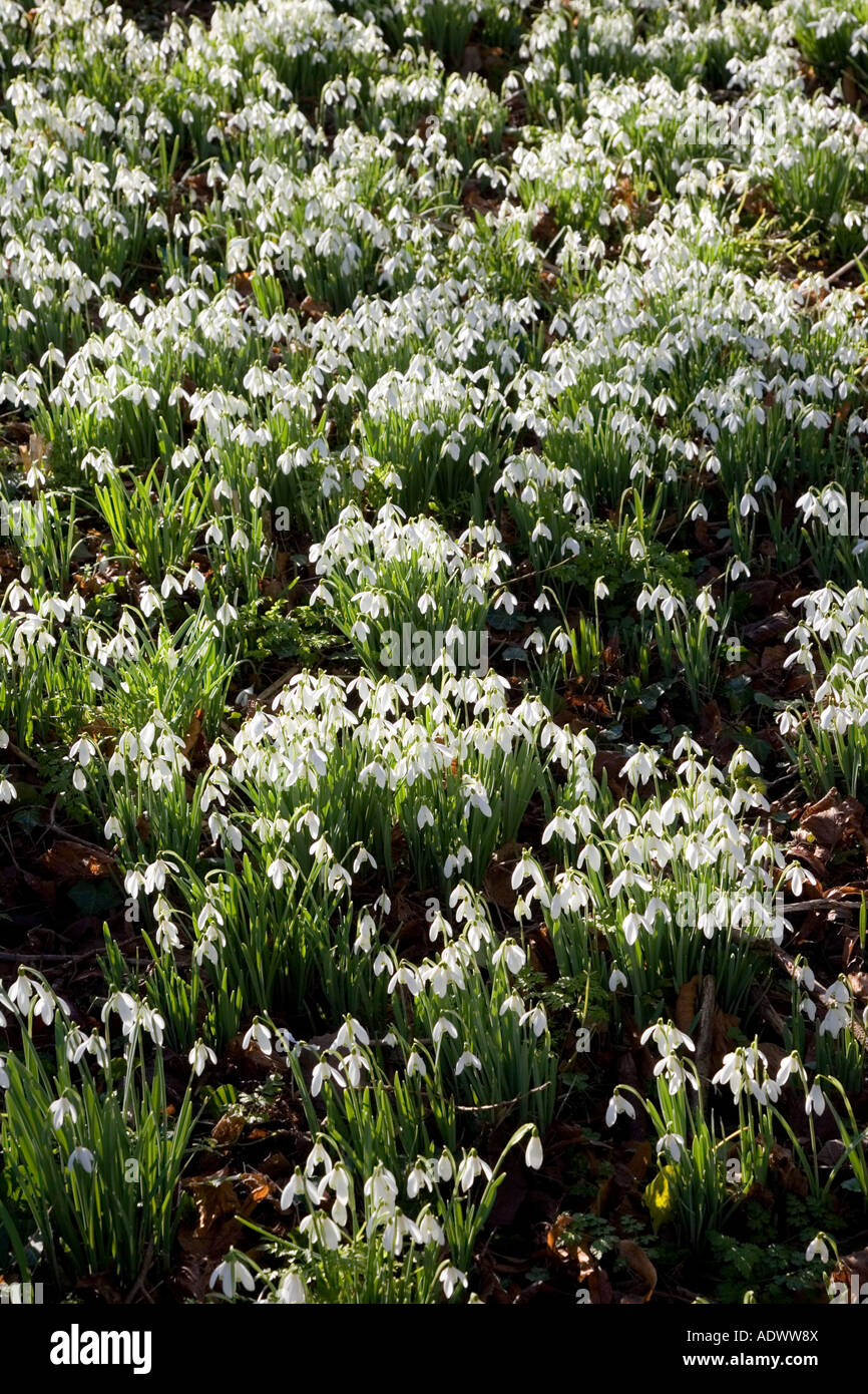 Blanket of snowdrops hi-res stock photography and images - Alamy