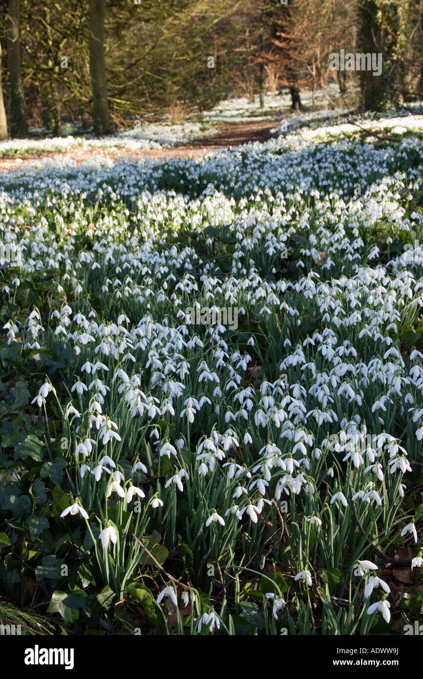 Snowdrops in Oxfordshire woodland England United Kingdom Stock Photo ...