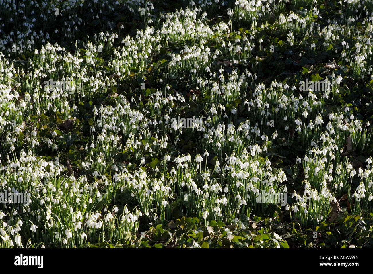 Snowdrops in Oxfordshire woodland The Cotswolds England United Kingdom ...