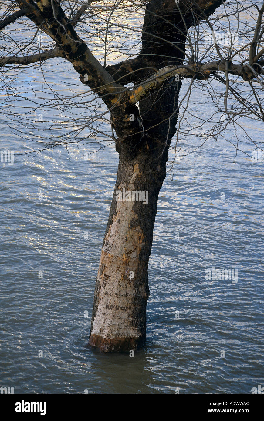 Tree in the water Paris Stock Photo - Alamy