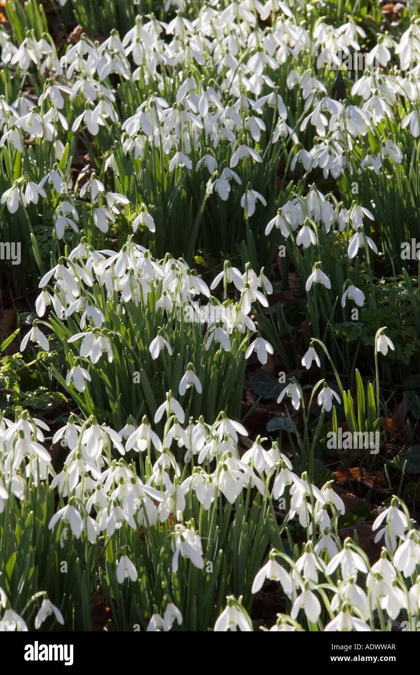 Snowdrops in Oxfordshire woodland England United Kingdom Stock Photo ...